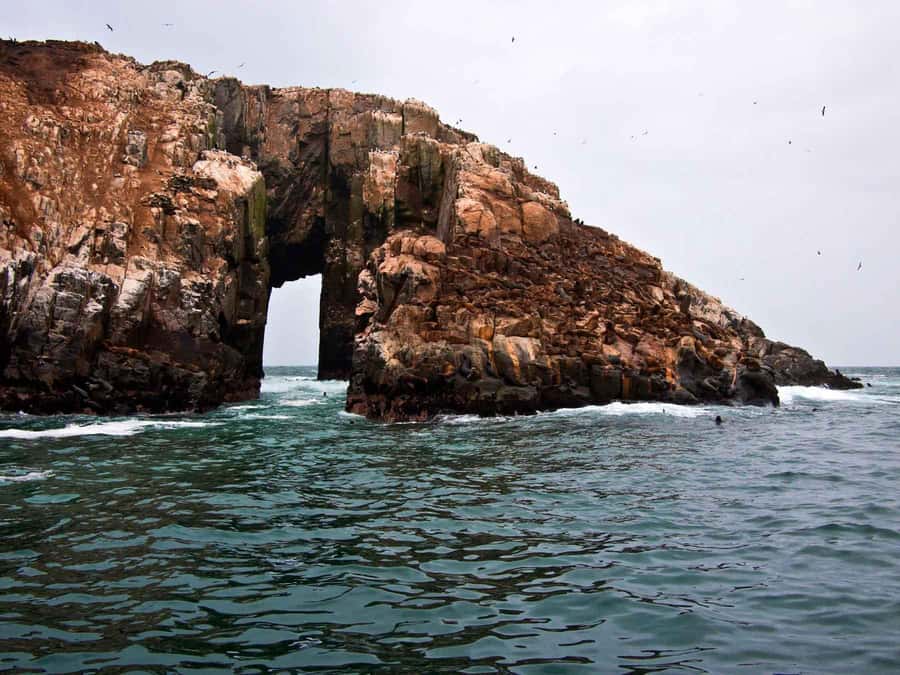 Palomino Islands speedboat excursion & Swim with sea lions