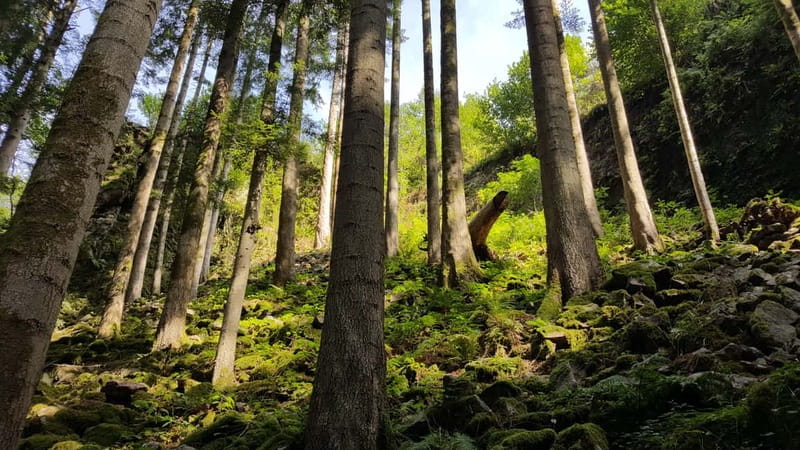 Freiburg: Private Black Forest Tour by car - The Sum Up
