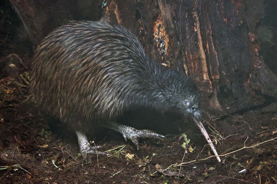 Auckland (Tawharanui): Wild Kiwi Bird Spotting Encounter