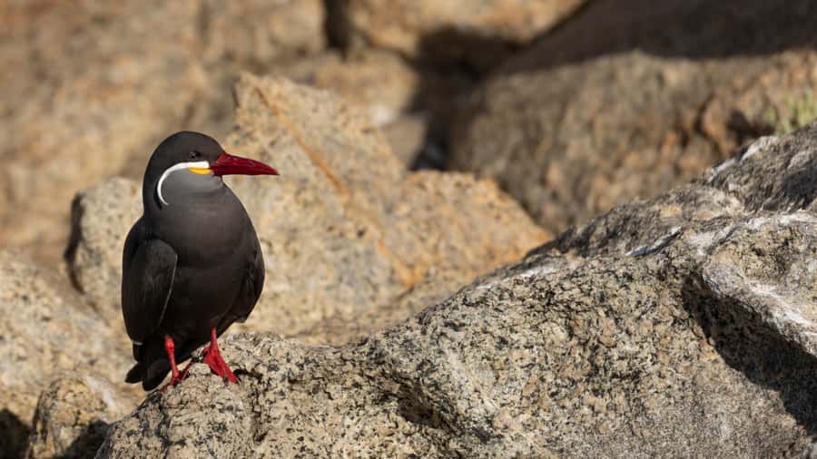 Portillo: Tour to Laguna del Inca - Chile