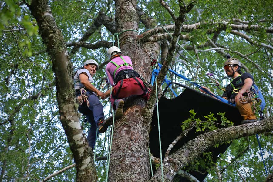 Pucón - Carhuello: Native Tree Climbing Experience