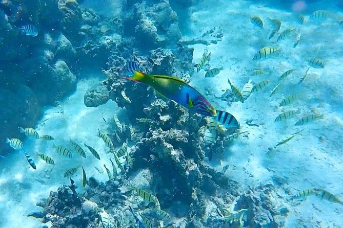 Half-Day Muri Lagoon BBQ Lunch Cruise including Snorkeling - Cultural and Entertainment Highlights