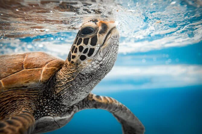 Half-Day Muri Lagoon BBQ Lunch Cruise including Snorkeling - FAQs