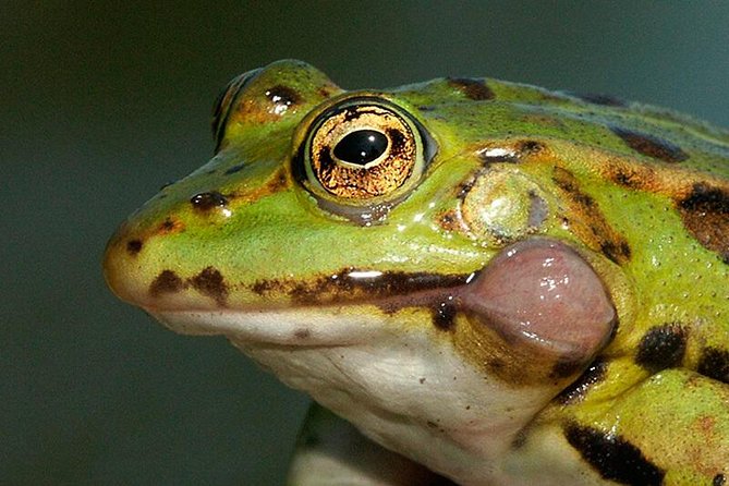 Tambopata (Puerto Maldonado) 5 Days