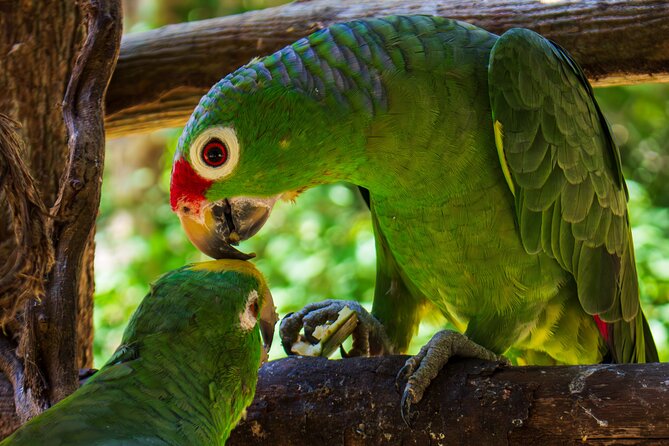 National Aviary & Mambo Beach Club Baru - Playa Blanca