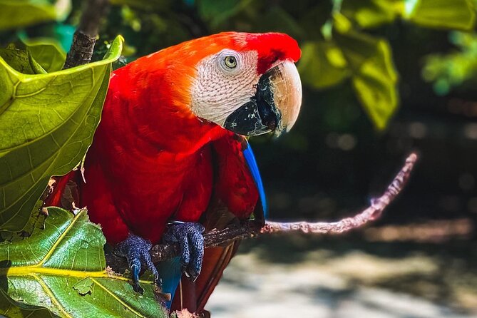 National Aviary & Mambo Beach Club Baru - Playa Blanca