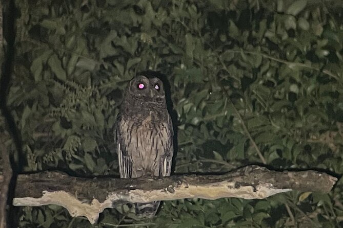 Arenal rain forest night tour