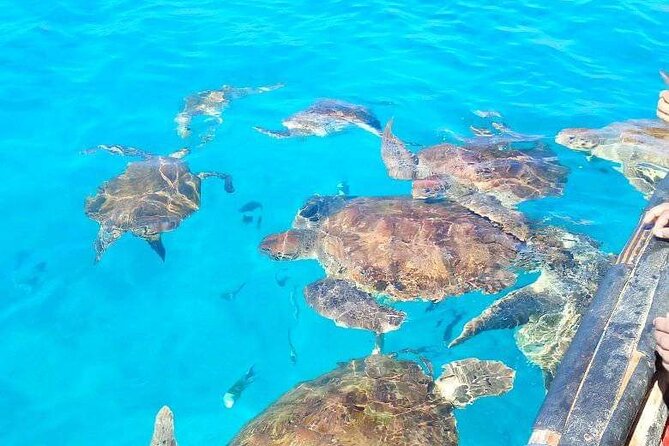 Spectacular Experience With Sea Turtles