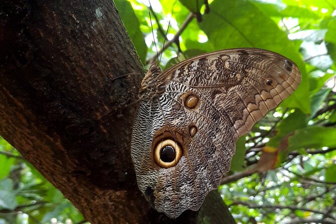 Don Olivo Chocolate Tour