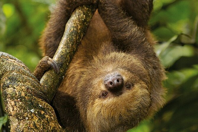 Manu Jungle Tour from Cusco (4 Days)